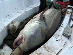 Bisarbeat: Chinese Fishermen Catch 1,360-Pound Largest Kaluga Sturgeon