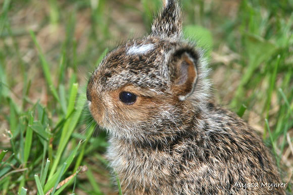 Tulips.Twolips: Bunnies are of the family Leporidae