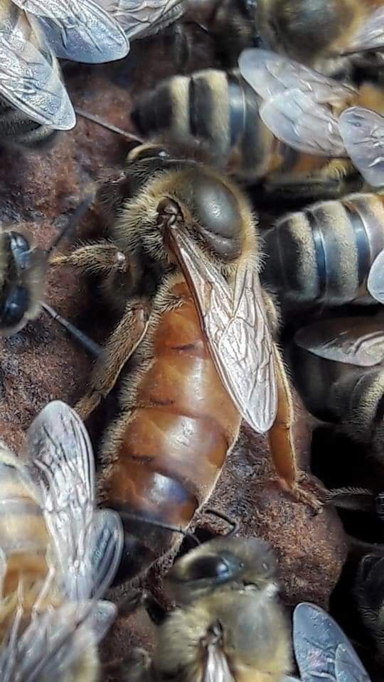 ANPP Animales y Plantas de Perú: Abeja Italiana - Apis mellifera ligustica