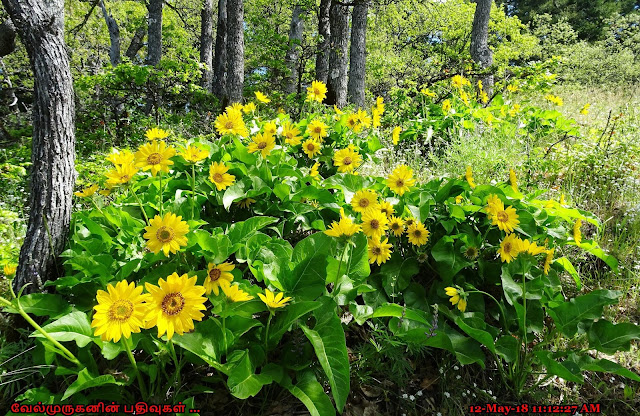 Bald Butte Hike Oregon - Exploring My Life