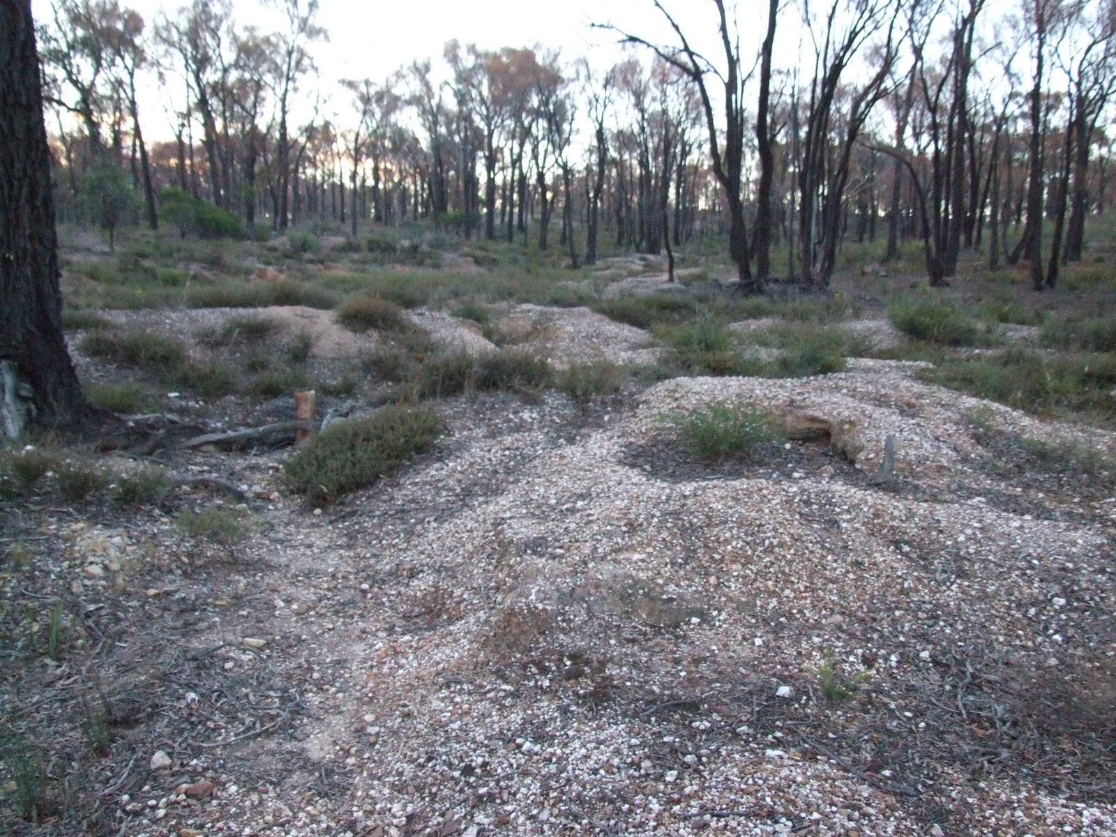 Gemseek: The Golden Triangle