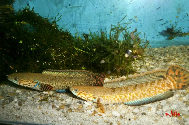 Mahamaya Hiko: Jenis jenis snakehead fish (Channidae family)