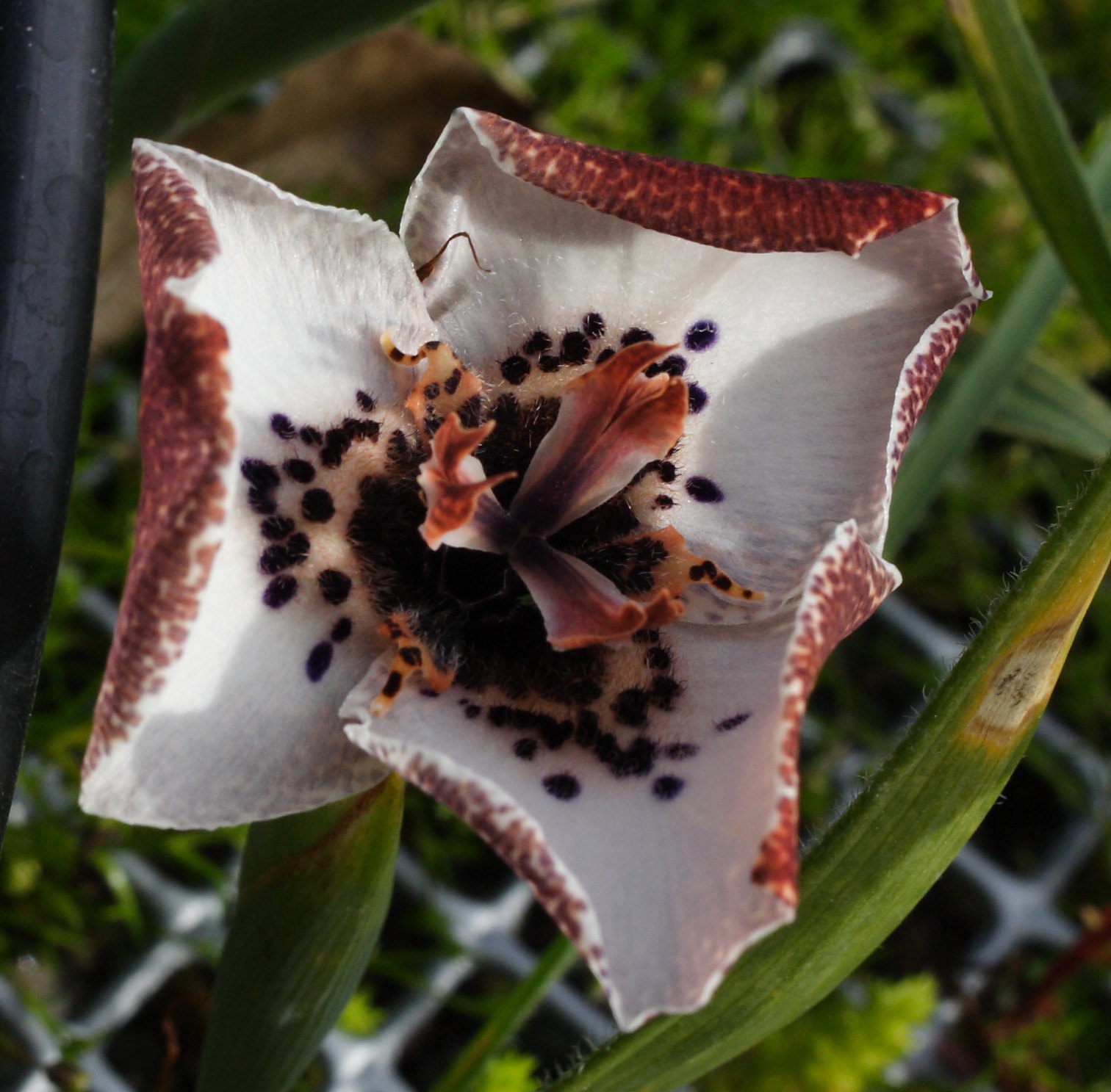 Growing Cool Plants: Moraea atropunctata
