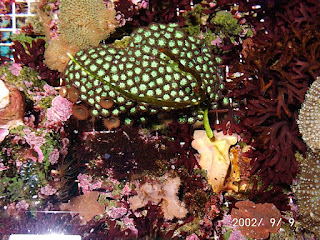 Professor P.Brain's blog: Dodgy Business Downunder?