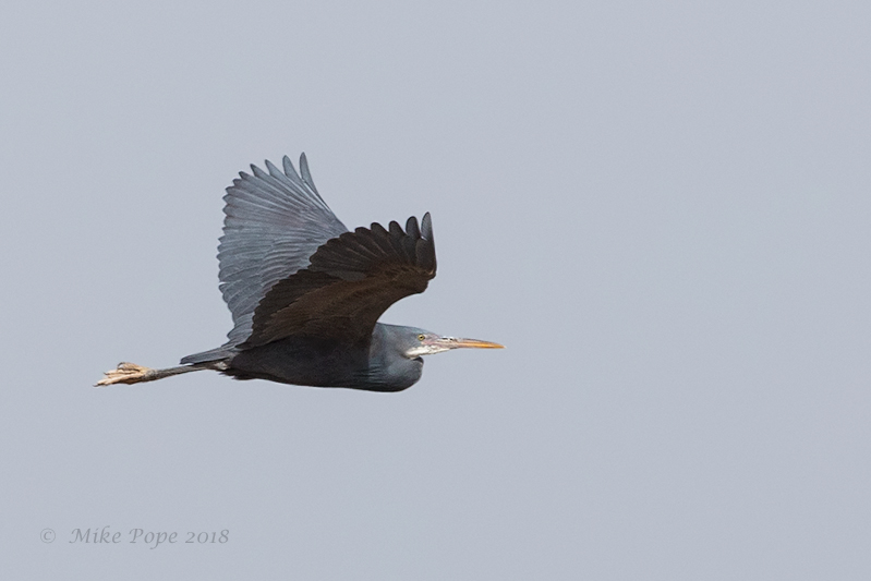 Kuwait Birding: Boubyan and Warba Island