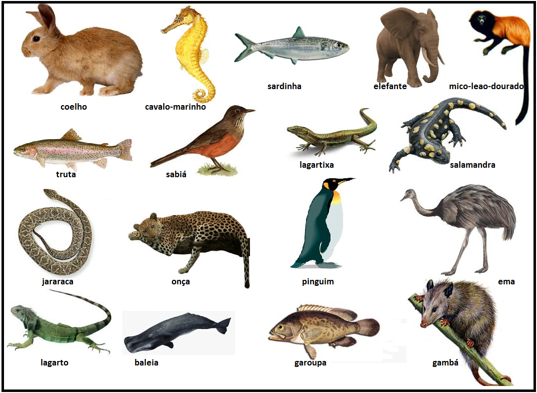 Imagem Do Reino Animalia - FDPLEARN