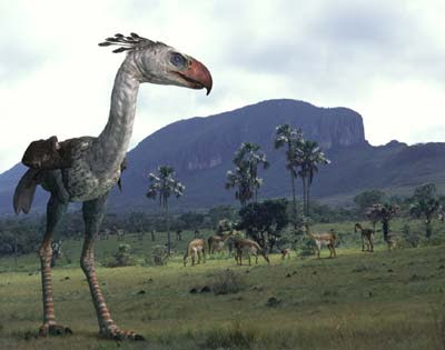 Mundo Pré-Histórico: Phorusrhacos, a ave do terror