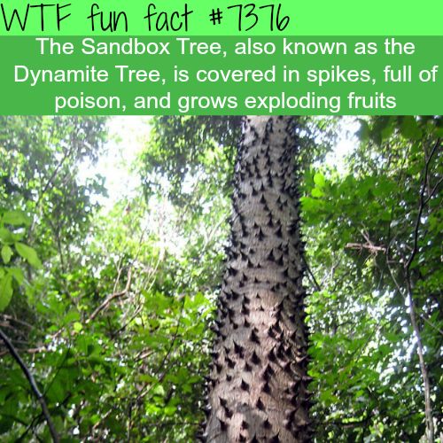 30 Random Facts That Will Simply Astonish You | Amazing WTF Facts