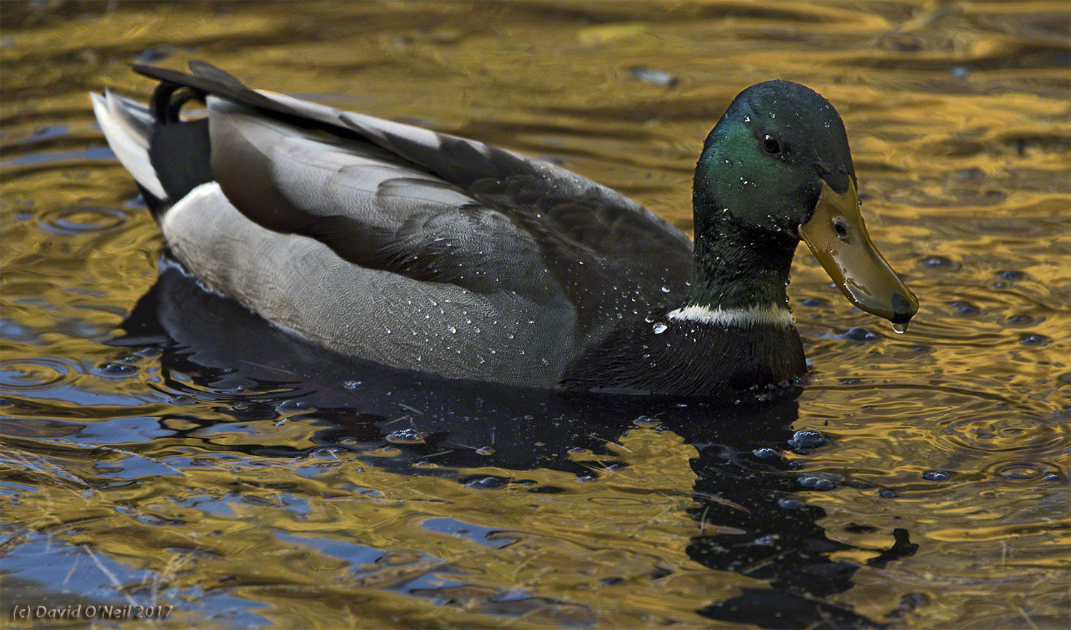 Ducks of Victoria's Beacon Hill Park