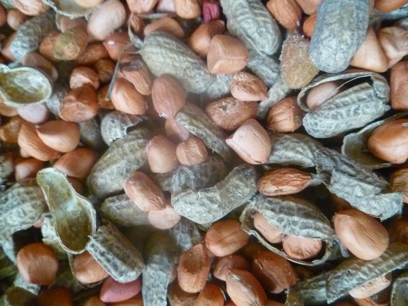 La Vie en Guinée: Mango, Peanut and Rainy Season