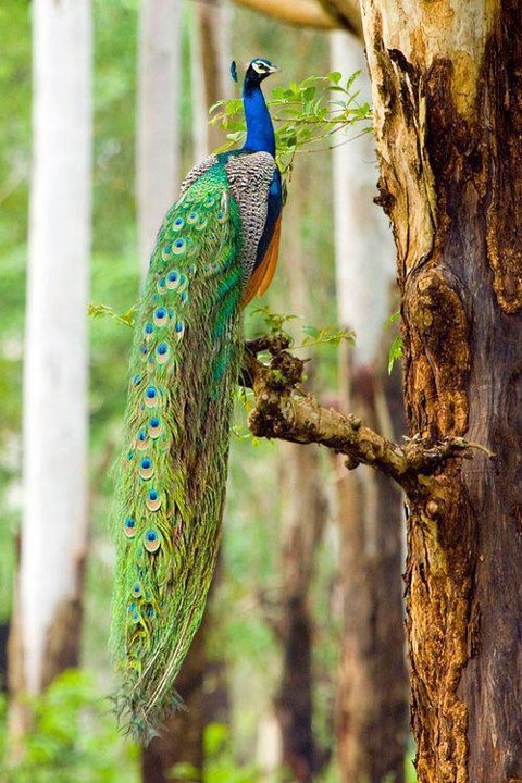 Pavão: um mix de cor para dar asas a imaginação.