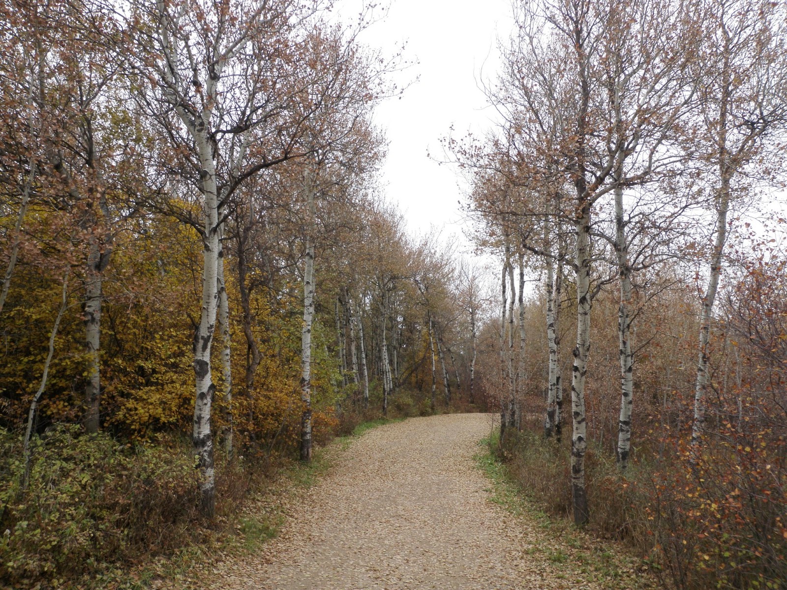 EcoFriendly Sask: Nature in our Backyard: Saskatoon's Naturalized Parks