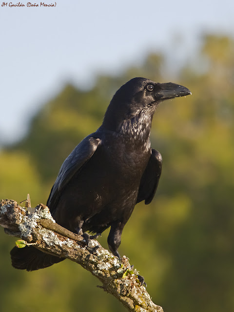 Fotografía de Naturaleza - JM Gavilán: Cuervo común (Corvus corax)