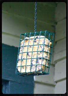 Mama's Little Muse: Making Bird Suet