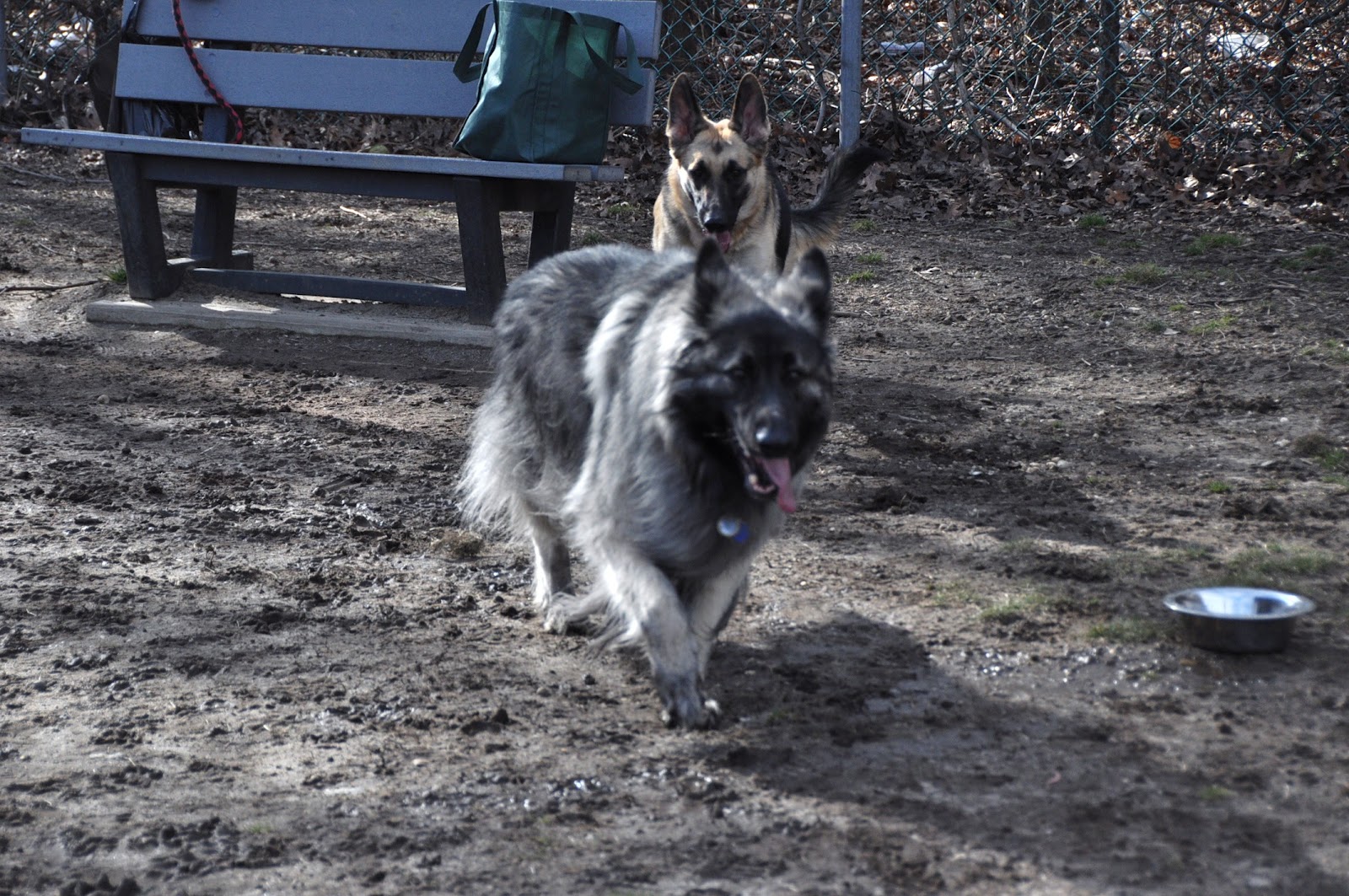 Cooper's Shiloh Shepherd Blog