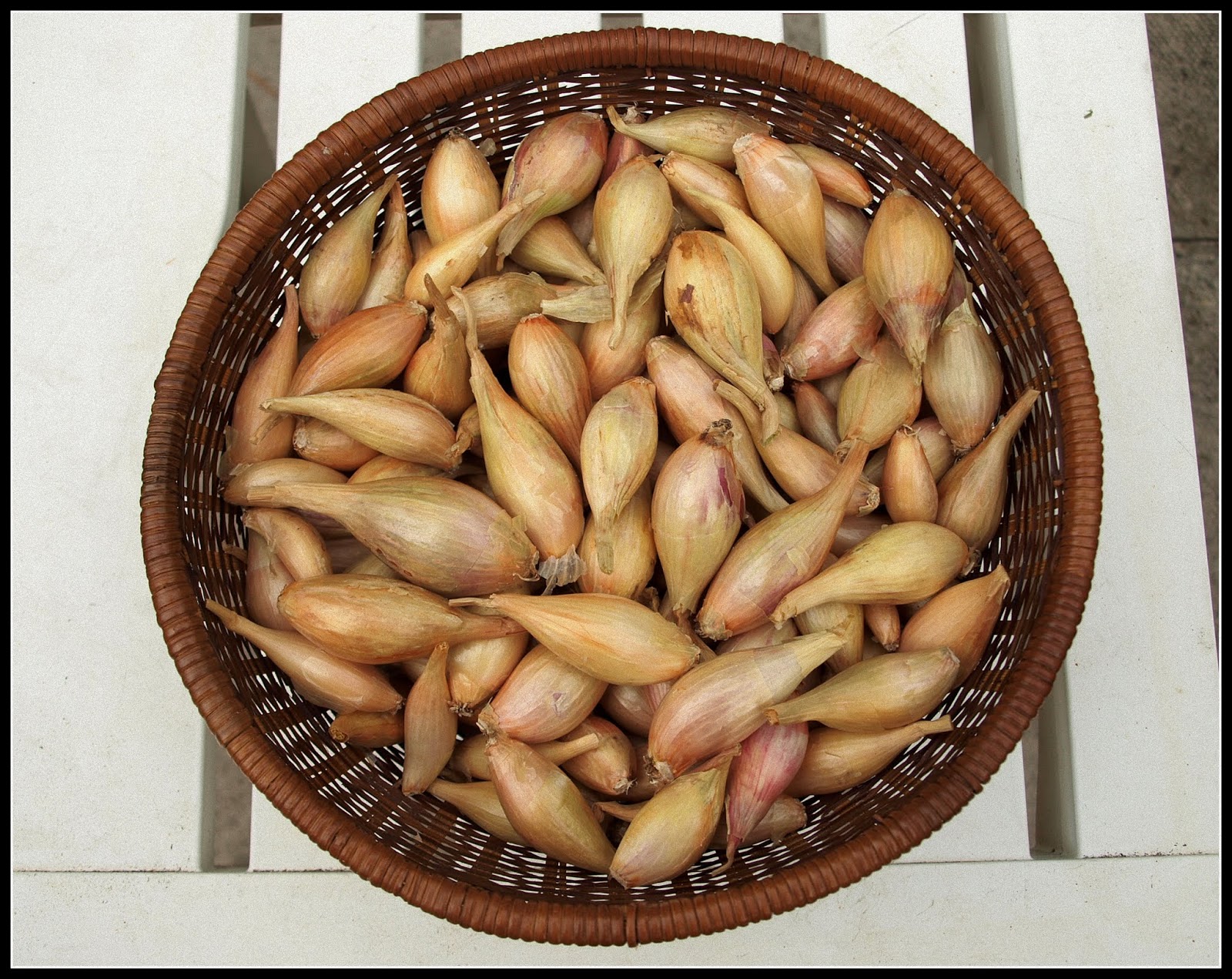 Mark's Veg Plot: July 2013