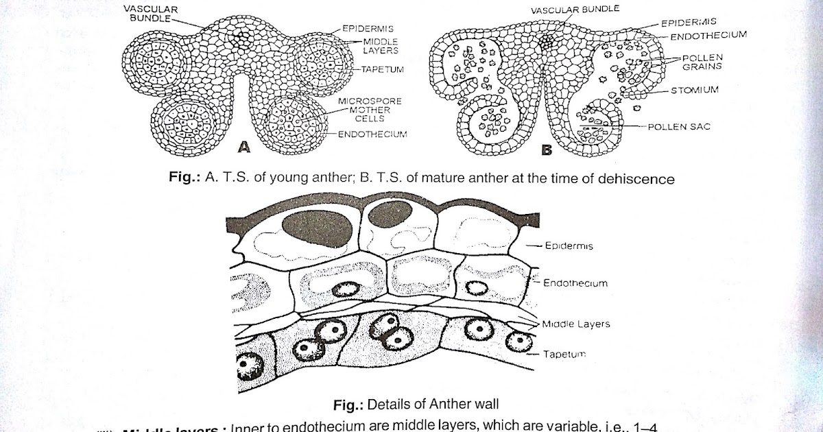 Physics Bytes: DEVELOPMENT OF ANTHER (Biology)