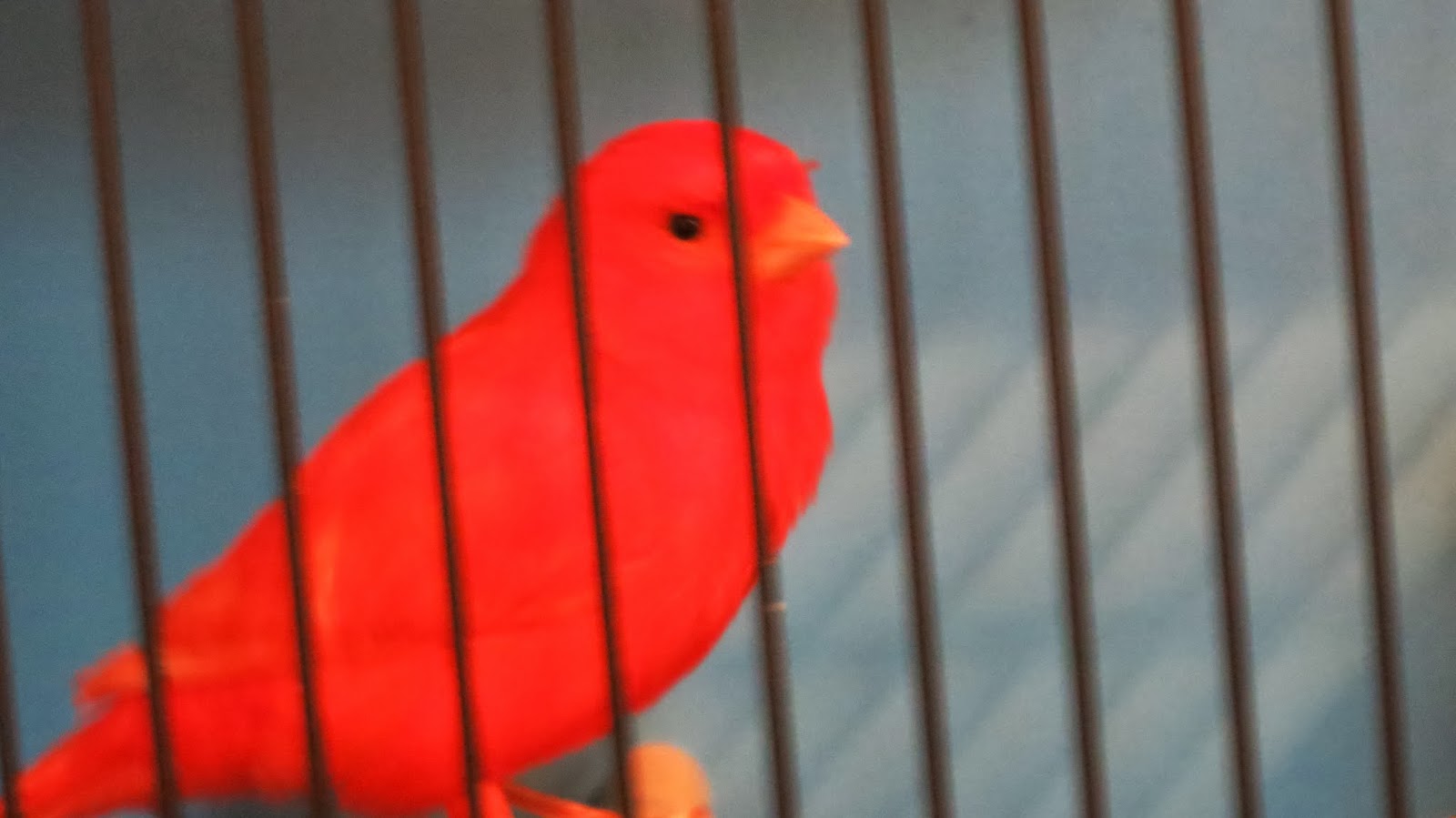 Canary Tales: Red Intensive Lipochrome Wins Best In Show At National ...