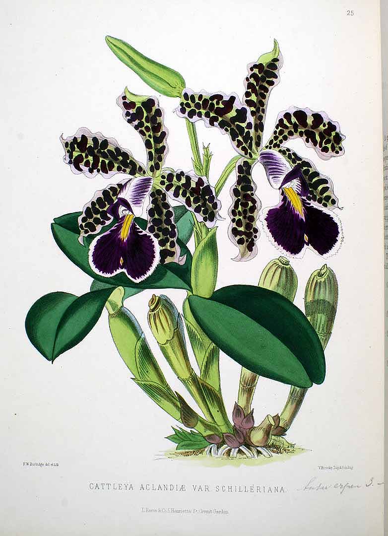 Botanical Illustrations Of Orchids