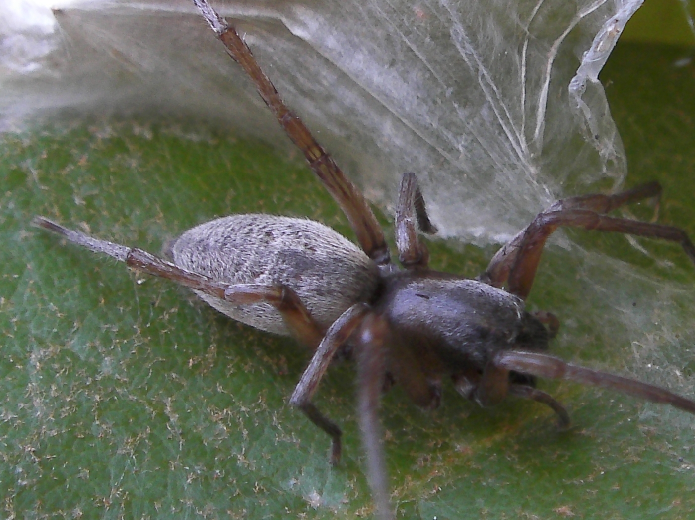 Quaoar Power Zoo: Pacific sac spider (Clubiona pacifica) - Vancouver, BC