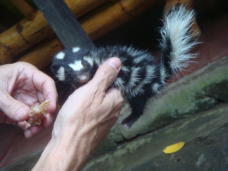 Laguna de Apoyo, Nicaragua: Animal rescue X: Southern Spotted Skunk