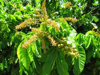 Inilah Ciri-ciri Pohon Matoa - Pakar Budidaya