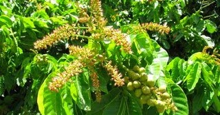 Inilah Ciri-Ciri Pohon Matoa - saung petani