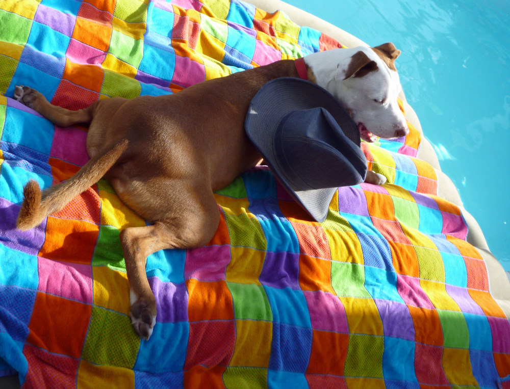 Pit Bull Frogs: Pit Bull Frog Photos