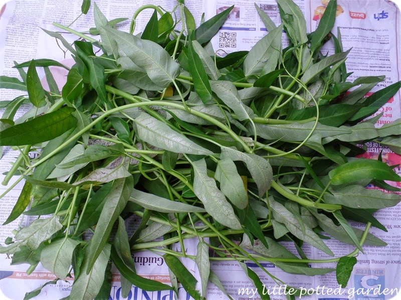 My Little Potted Garden: A Kangkung Harvest