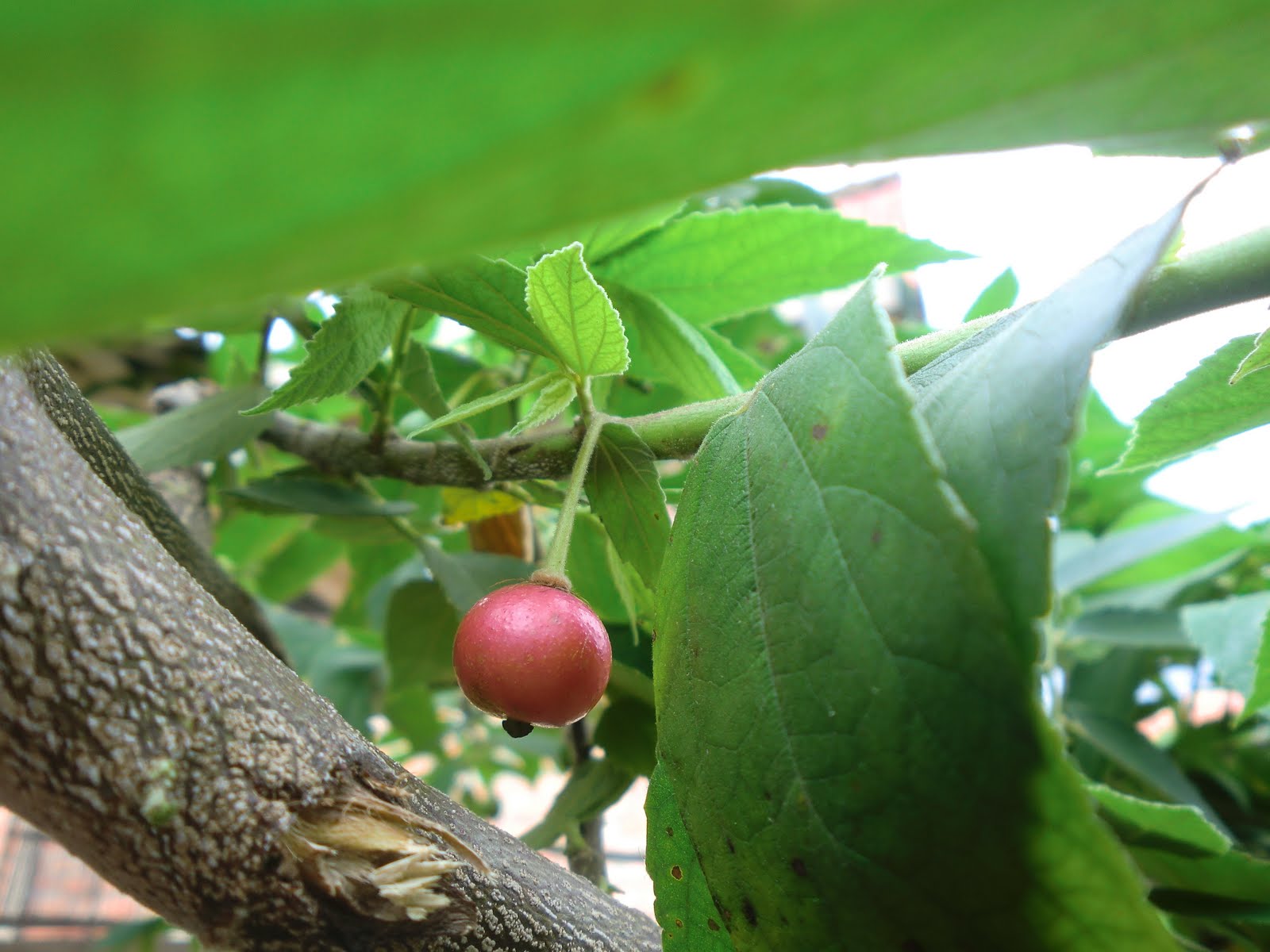 Pohon Seri - Perumperindo.co.id