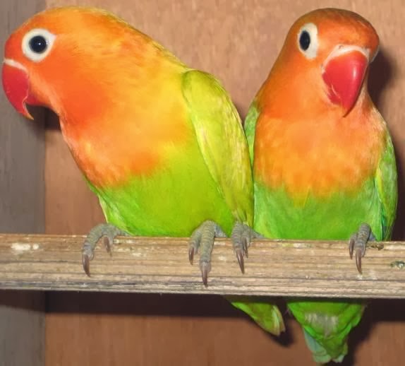 Om Hoby: Gambar Lovebird Pastel Kuning