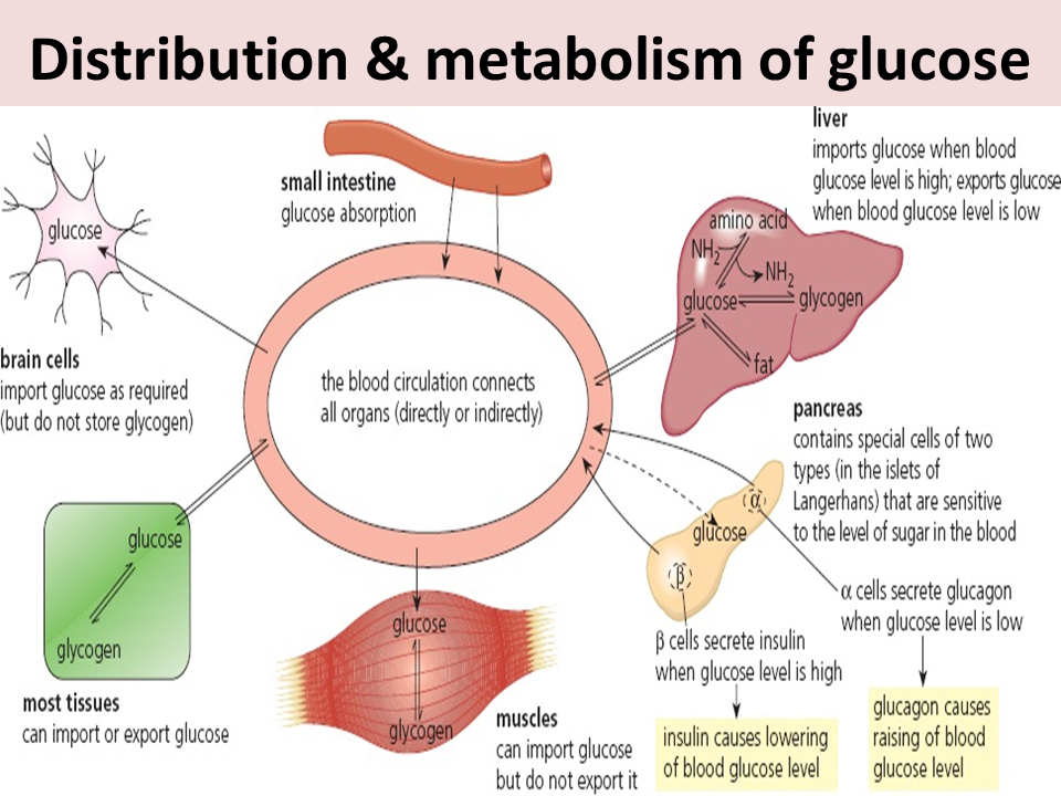 Grade 12: Chapter 3 - HOMEOSTASIS