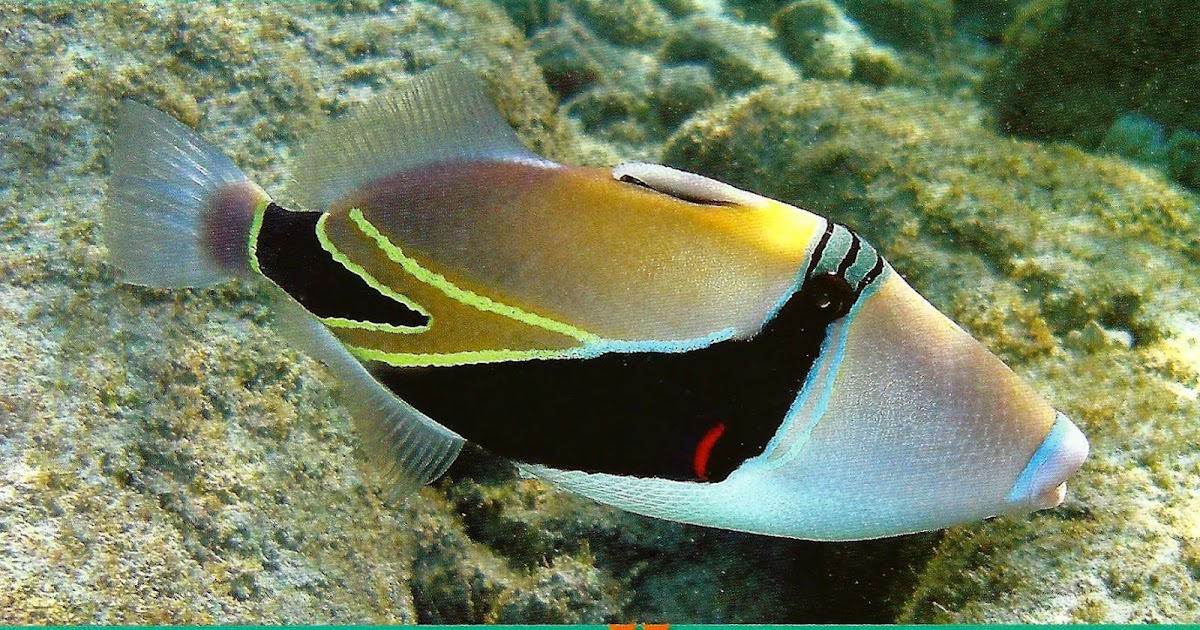 My Favorite Animal Postcards: Humuhumunukunukuapua'a - Reef triggerfish