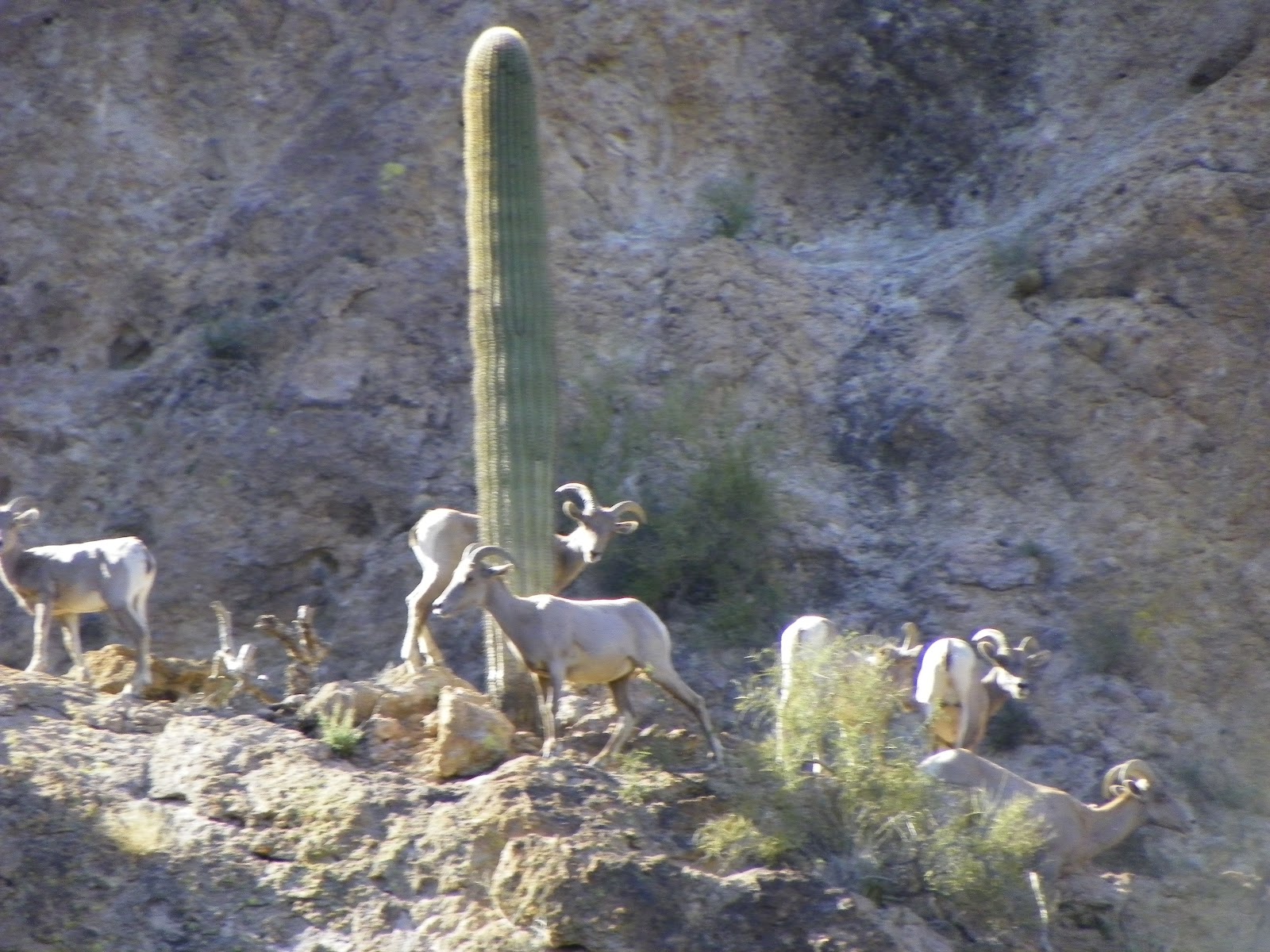 ON THE ROAD: Rock Shadows RV Park-Apache Junction,AZ