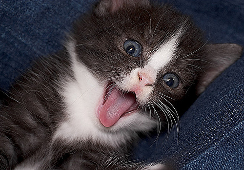 HD Animals: kitten smiling