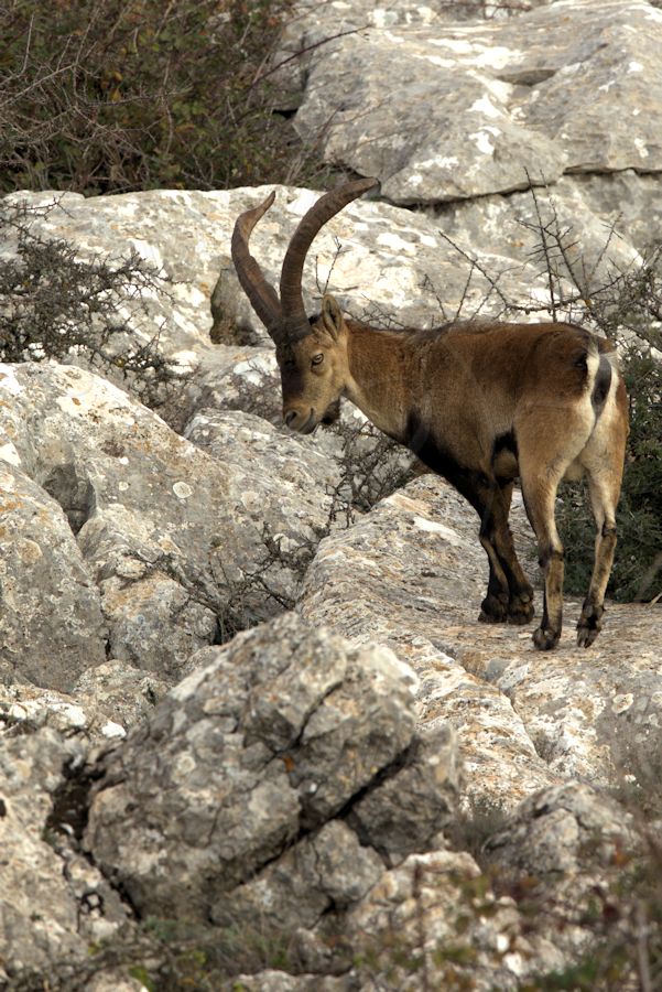 Togger Goes Wild: Southern Iberian Species over the weekend