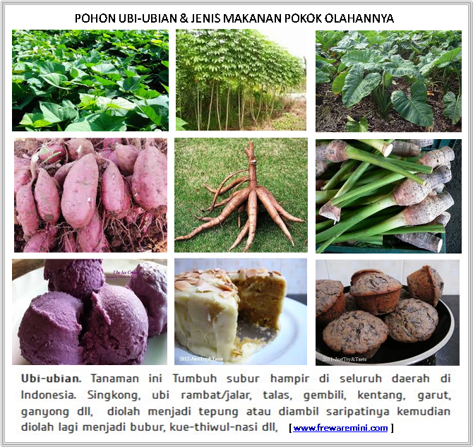 GAMBAR JENIS TUMBUHAN-TANAMAN MAKANAN POKOK - freewaremini