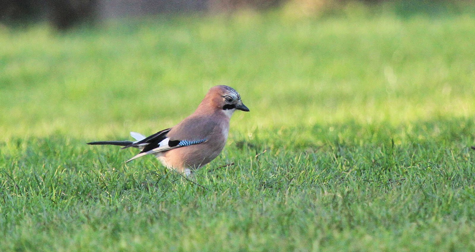 Birding with Flowers: In the Pink