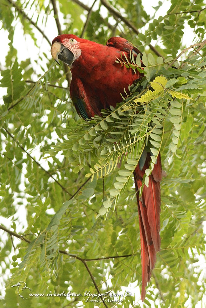 Guacamayo rojo (Green-winged Macaw) Ara chloropterus | Focusing on Wildlife