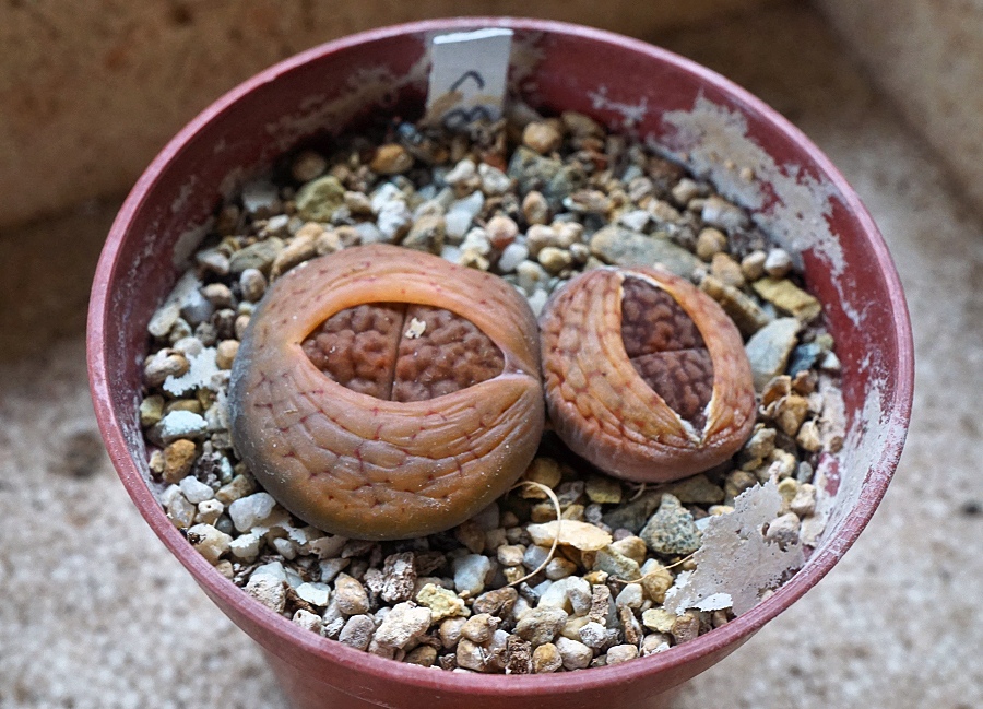 Growing Lithops: Soil & Potting