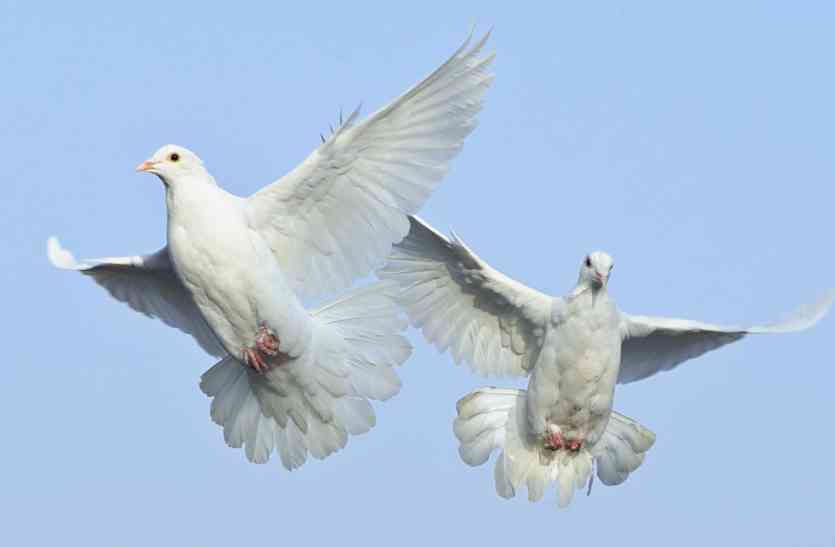 कबूतर | हिन्दीकुंज,Hindi Website/Literary Web Patrika