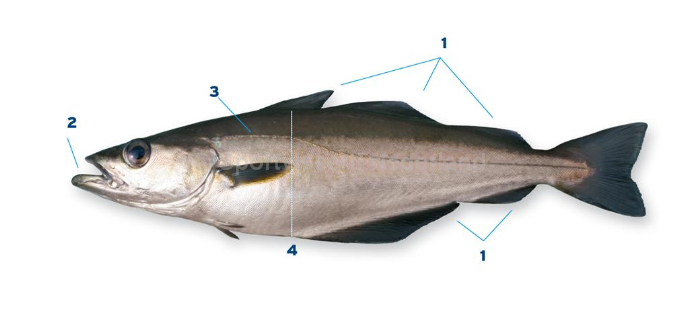 Especies marinas de interes bromatologico: Pollachius pollachius ...