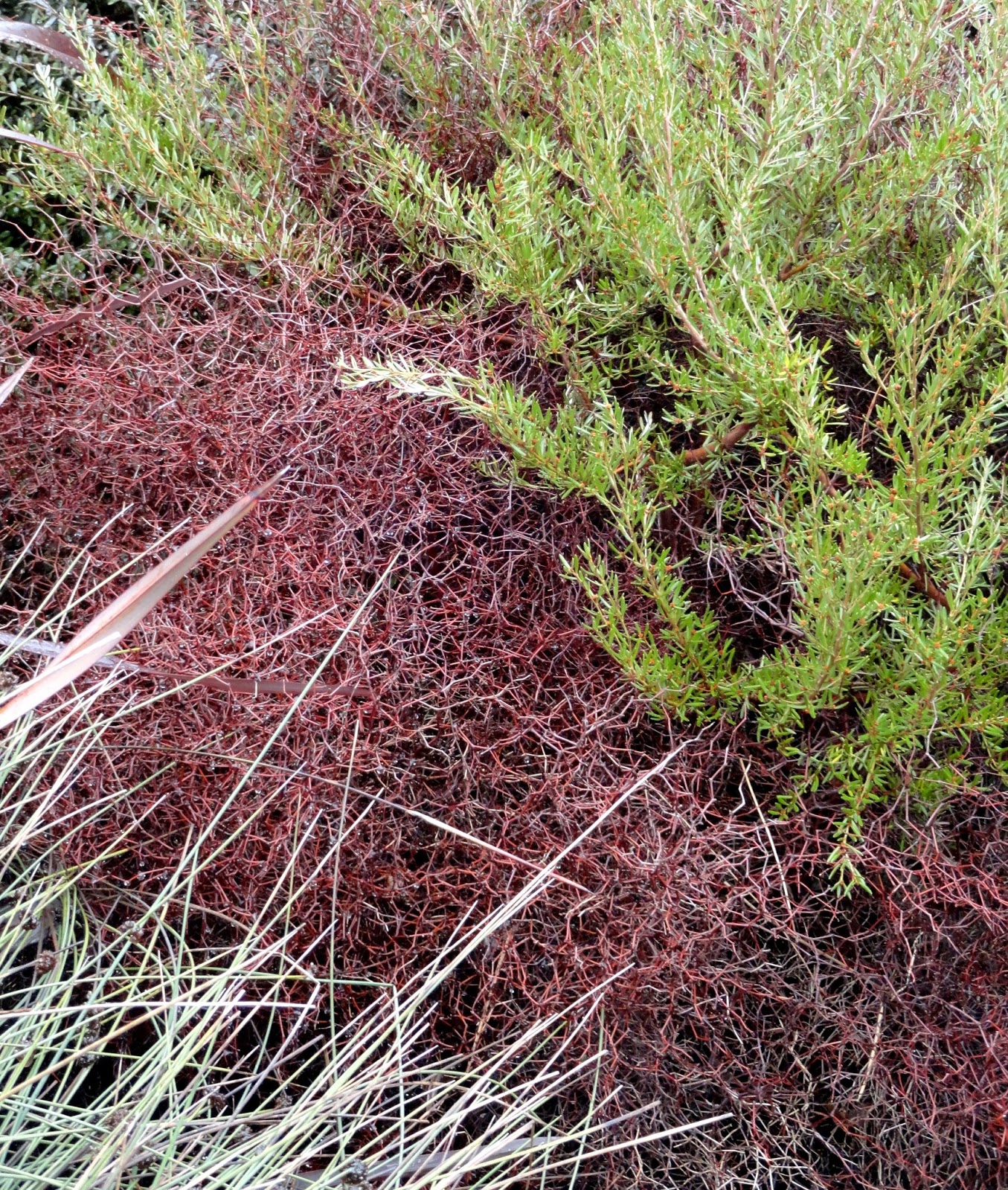 danger garden: More from Cistus…