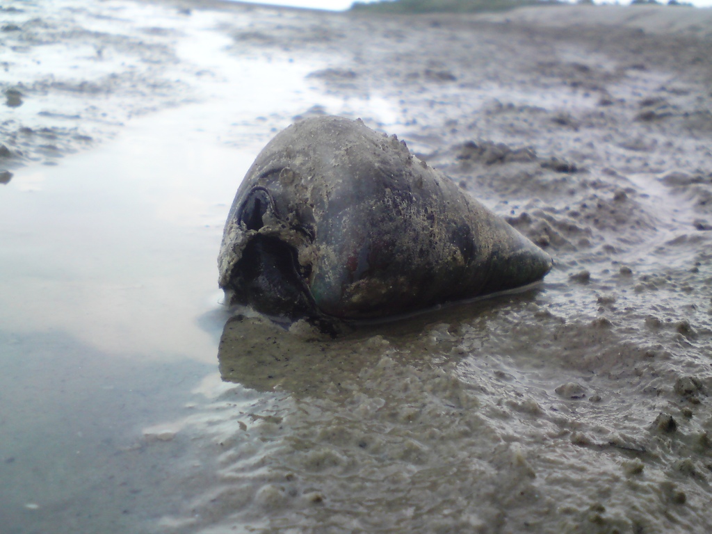 Mei 2011 ~ "LaGenDa TeRaGuNg"