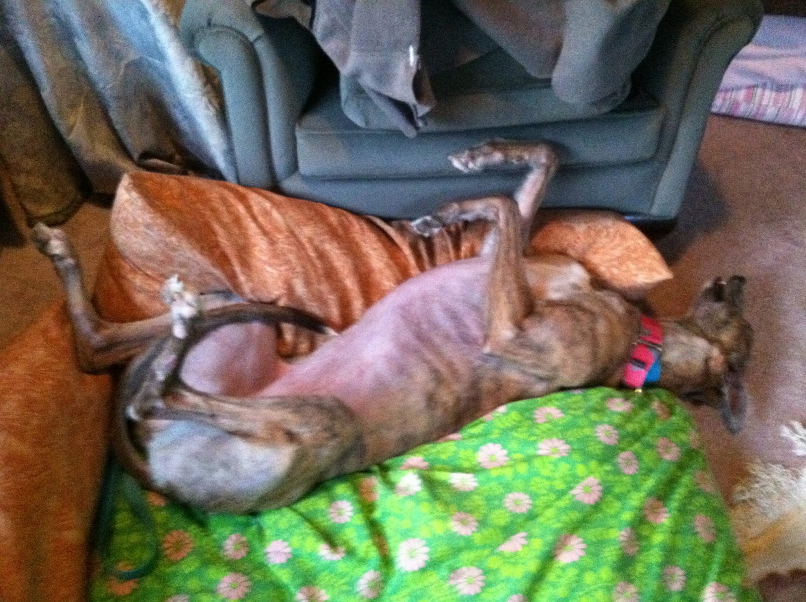 Northern Lights Greyhound Adoption Dog Blog: NLGA Photo Roundup ...