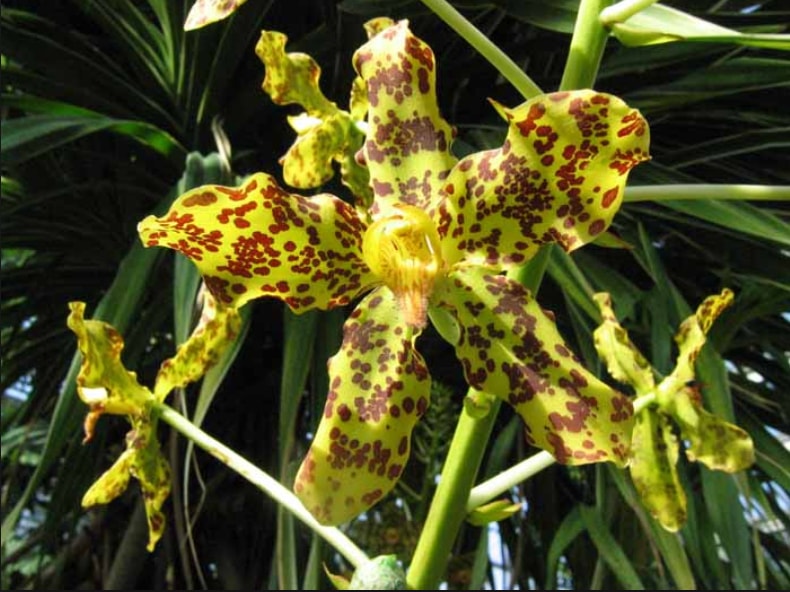 Kumpulan Gambar Bunga Anggrek Lengkap dengan Nama-Namanya - 1001 ...