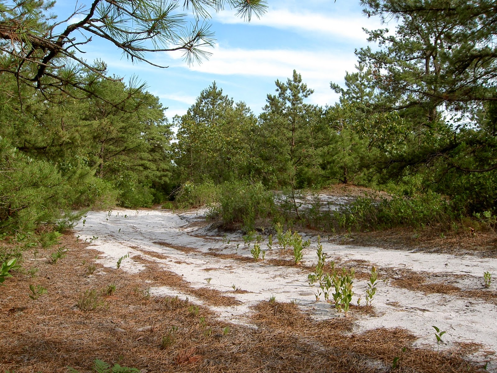 Vernacular Architecture Forum Newsletter (VAN): Sugar Sand Opportunity ...