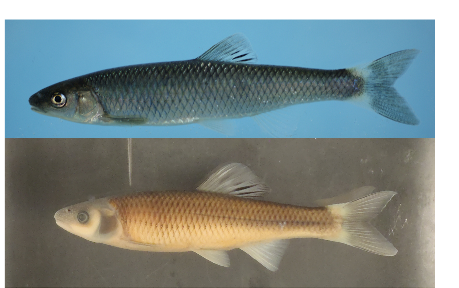 Virginia Tech Ichthyology Class : A Fish Artist in Each of Us