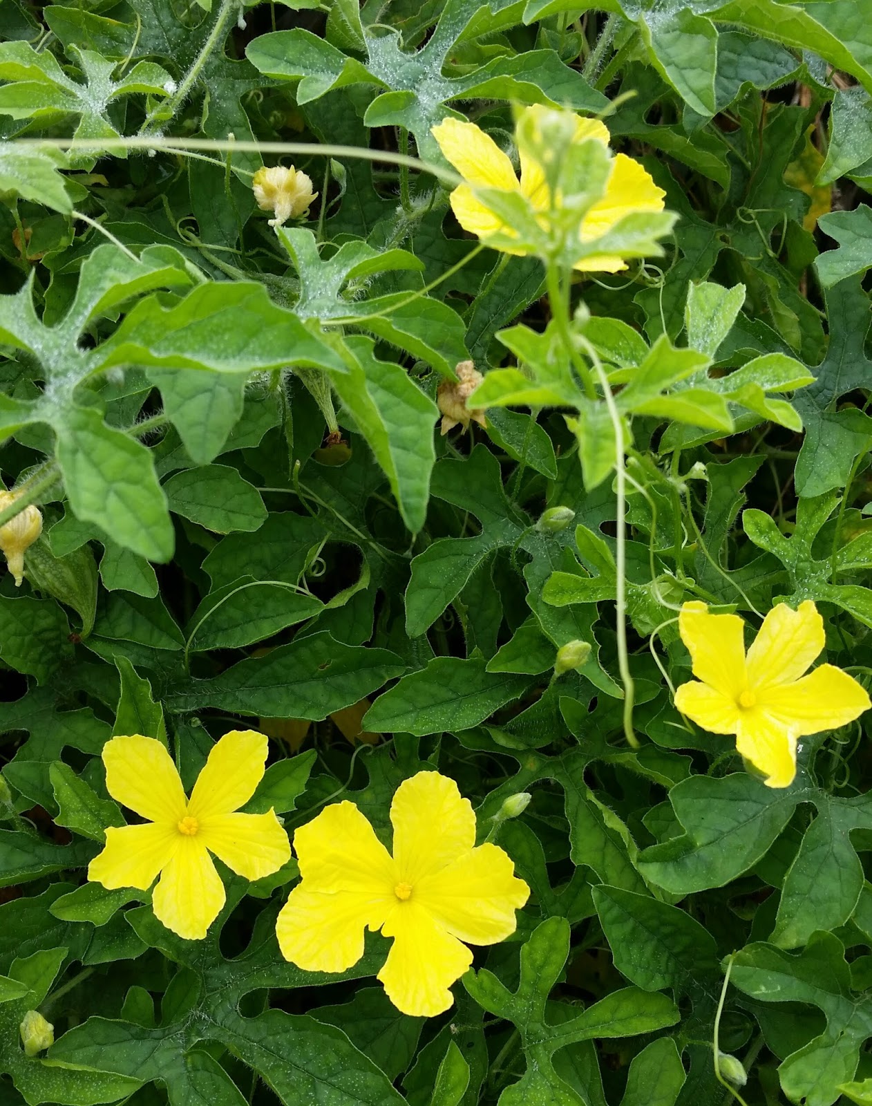 Warisan Petani: Oktober 2015