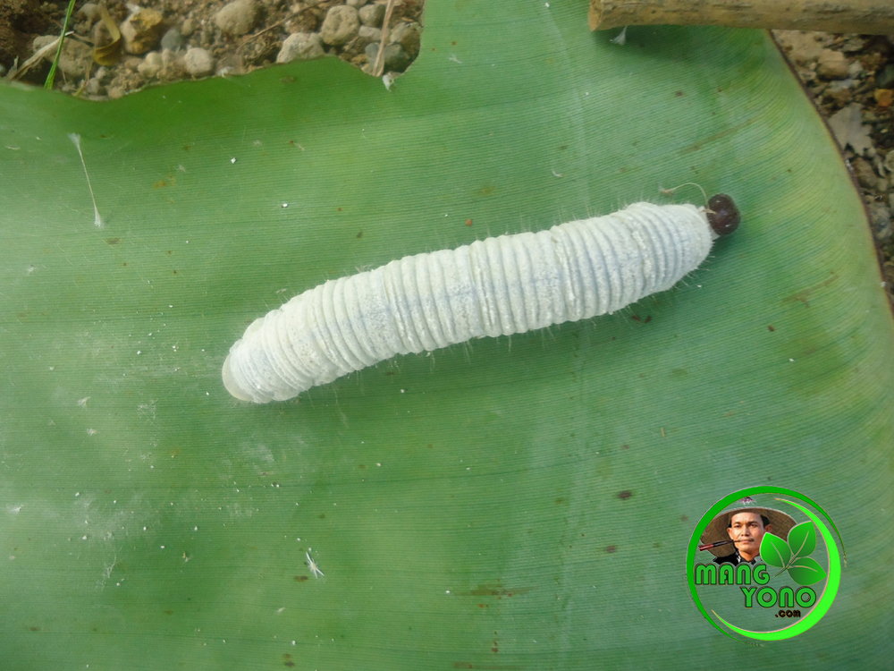 Cara Pengendalian Hama Ulat Daun Tanaman Pisang (Erienota thrax)